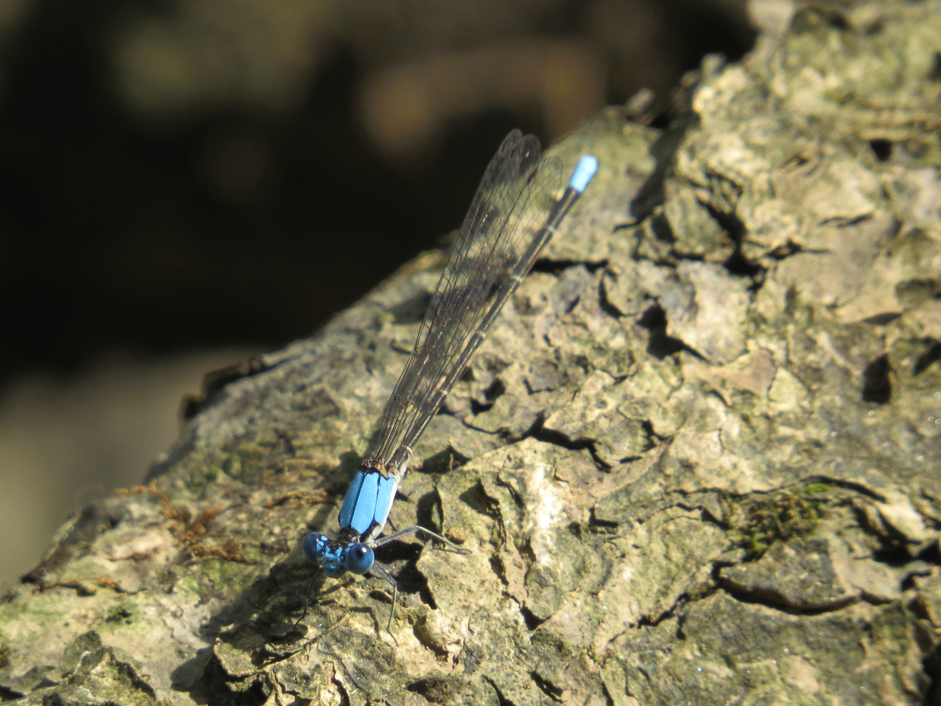 A Starbucks™ koan | NEWFAZE